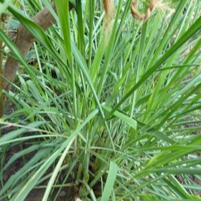Citronella Essential Oil Ceylon CAS 8000-29-1 – Augustus Oils Ltd